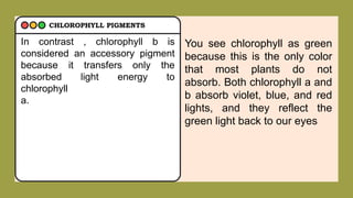 5. CHLOROPHYLL.pptx