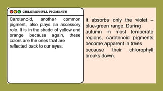 5. CHLOROPHYLL.pptx