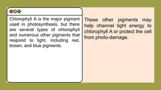 5. CHLOROPHYLL.pptx
