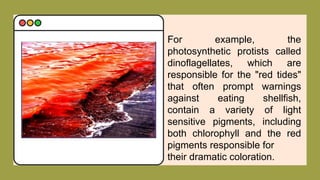 5. CHLOROPHYLL.pptx