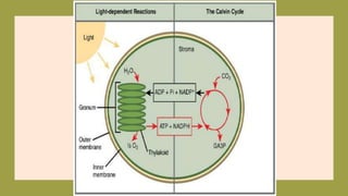 5. CHLOROPHYLL.pptx