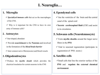 5.1. Nerve Tissue physiology.pptx