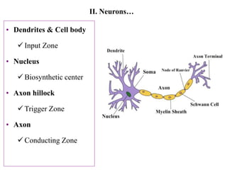 5.1. Nerve Tissue physiology.pptx