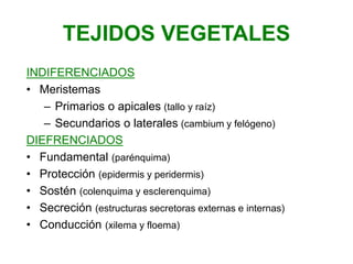 Tejidos vegetales | PPT