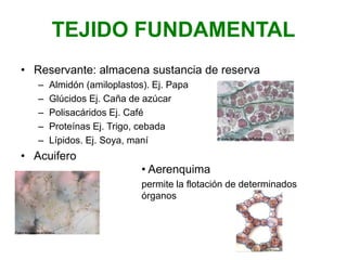 Tejidos vegetales | PPT