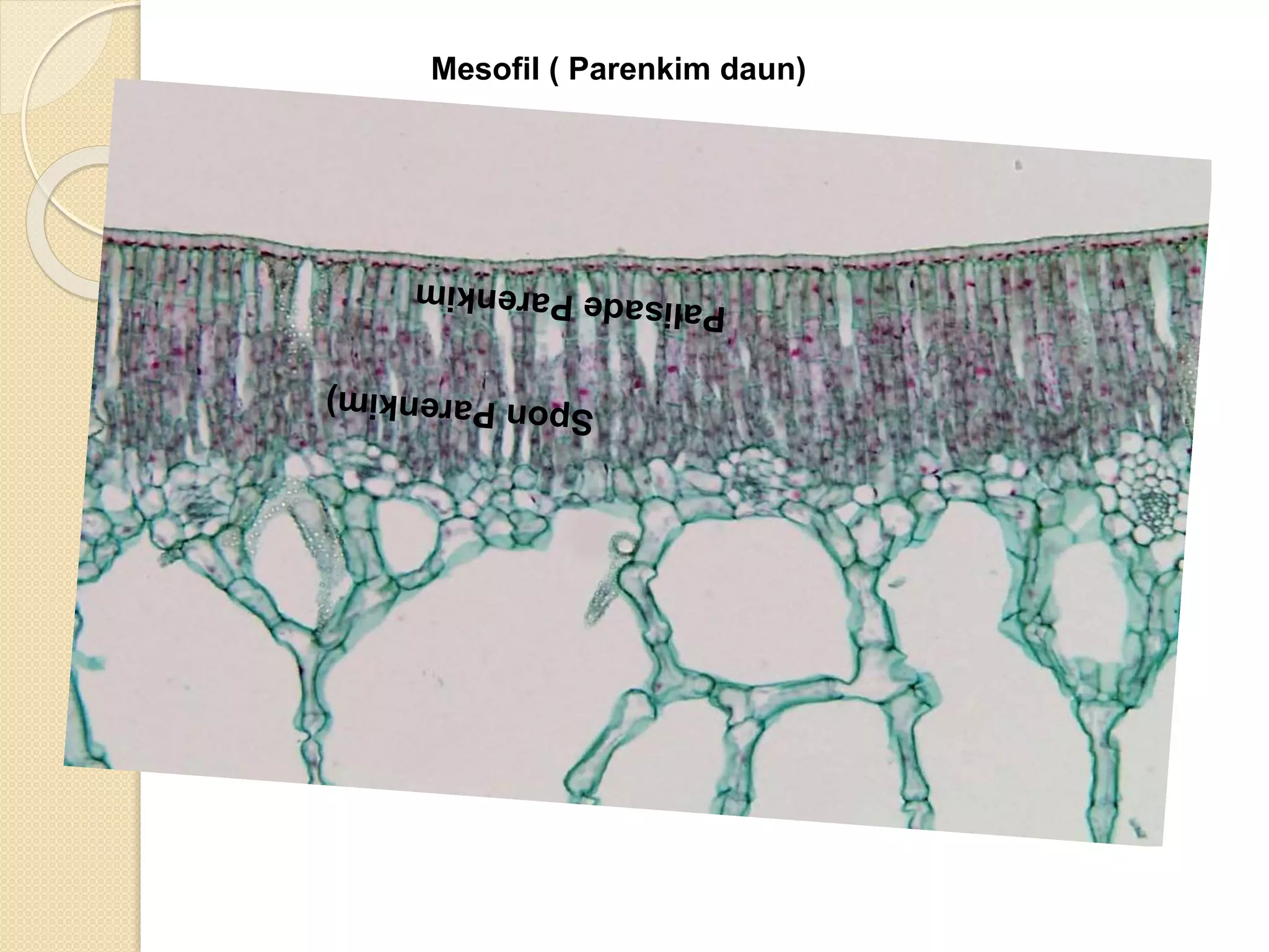 5. Anatomi Tumbuhan; Jaringan 2.pptx