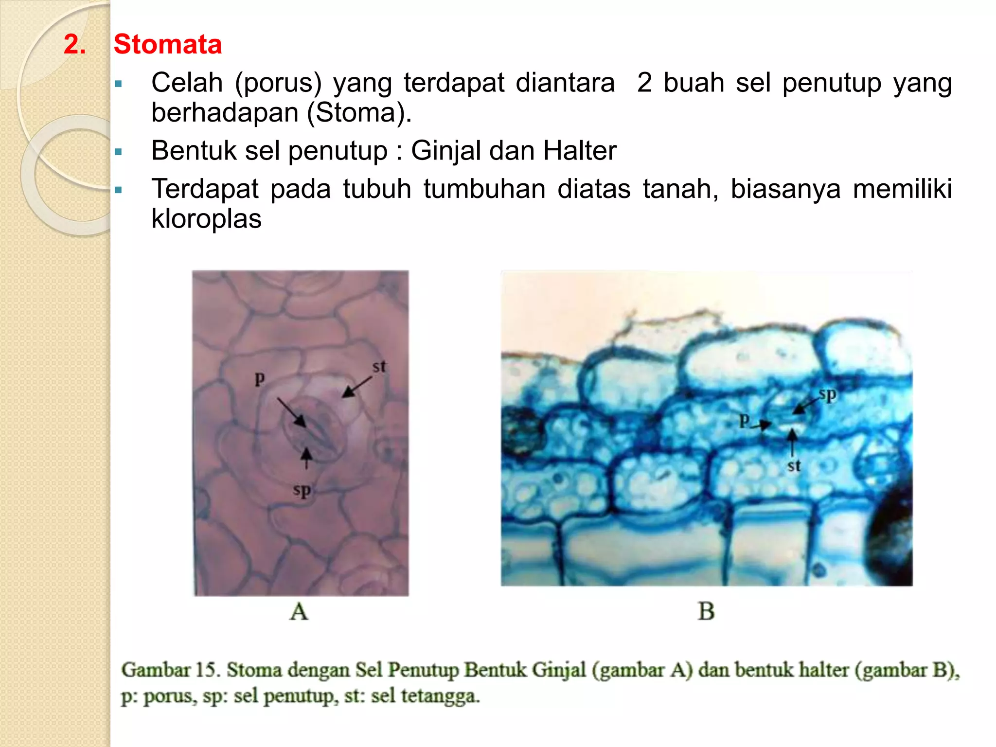 5. Anatomi Tumbuhan; Jaringan 2.pptx
