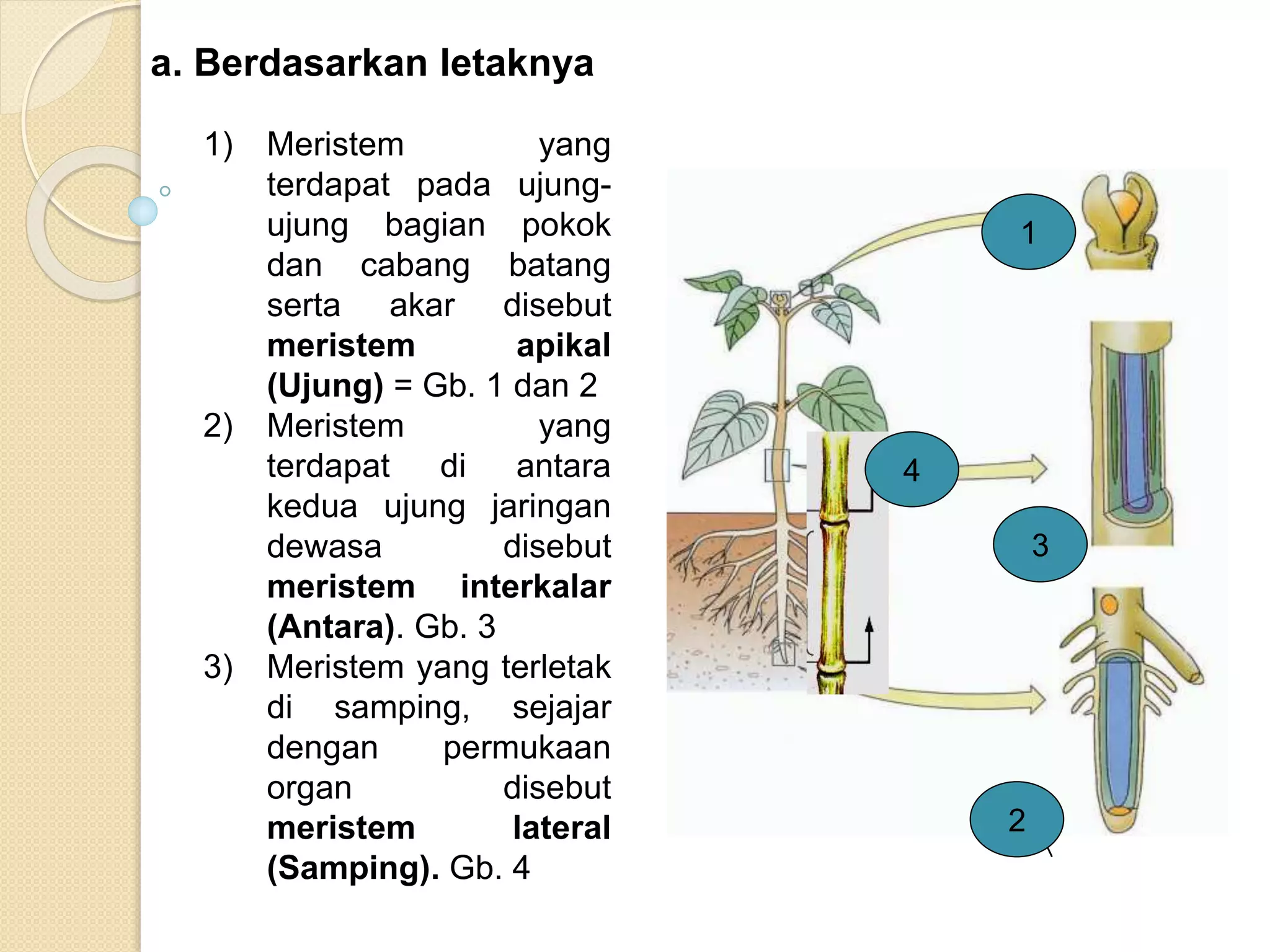 5. Anatomi Tumbuhan; Jaringan 2.pptx
