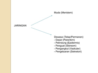 5. Anatomi Tumbuhan; Jaringan 2.pptx