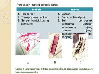 5. Anatomi Tumbuhan; Jaringan 2.pptx