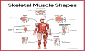 5. anatomia dhe fiziologjia e sistemit muskular.pptx