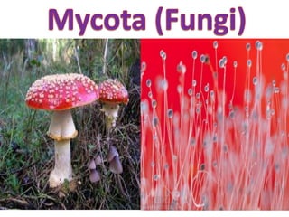 5.-FUNGI.pptx