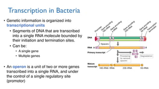 Information Flow in Microbes Part 2 | PDF