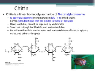 5. Carbohydrates and Glycobiology.pptx