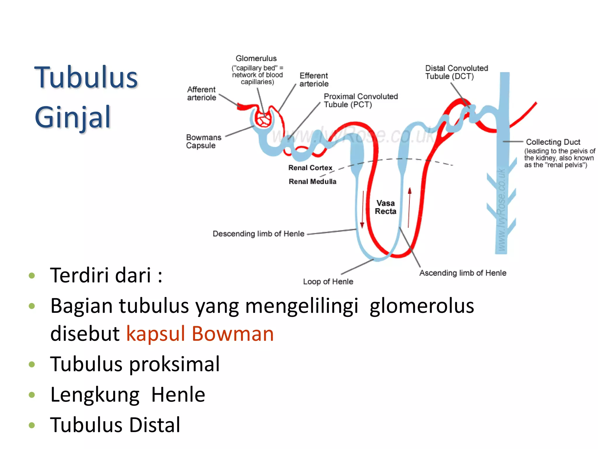 5.SISTEM URINARIA.pdf