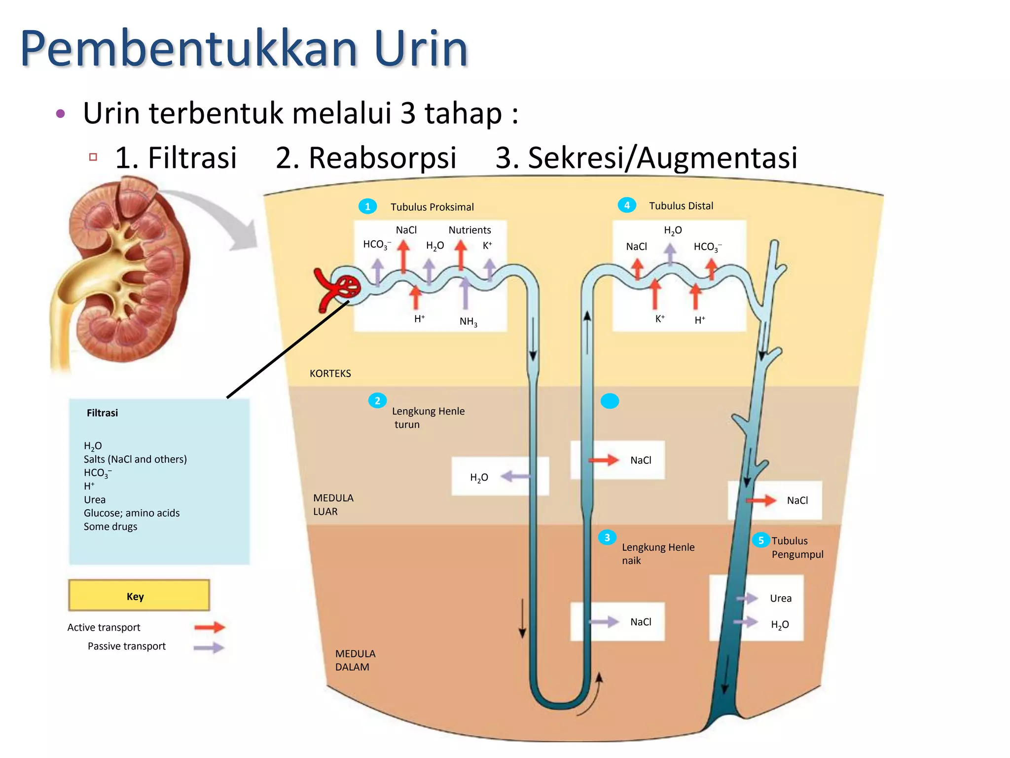 5.SISTEM URINARIA.pdf