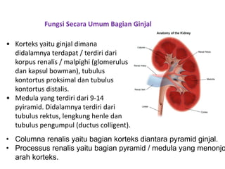 5.SISTEM URINARIA.pdf