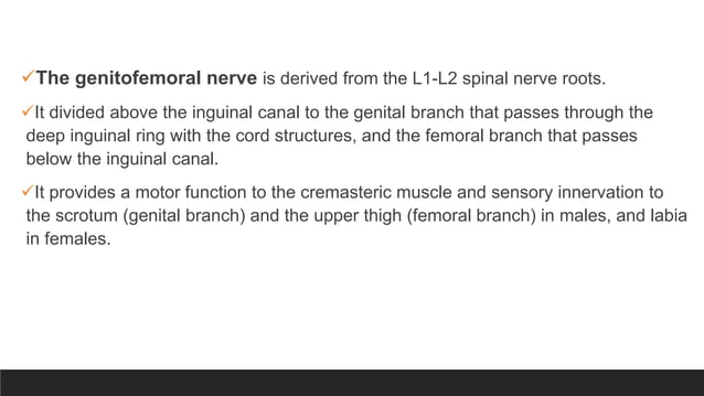 5. Inguinal Hernia & Surgical Anatomy.pptx