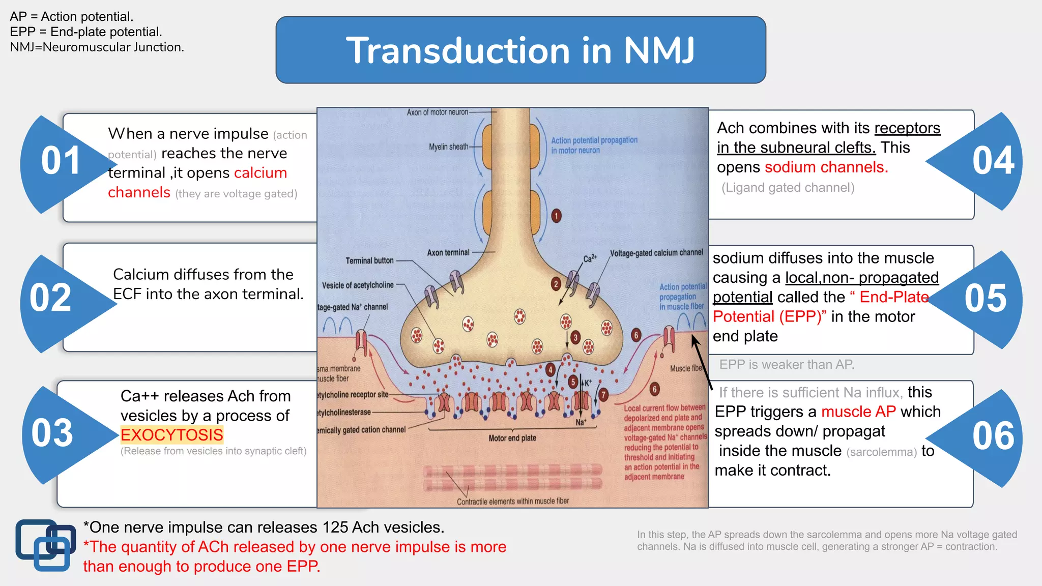 5. Neuromuscular transmission .pdf