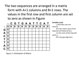 5. Global and Local Alignment Algorithms.pptx | Genetics | Science