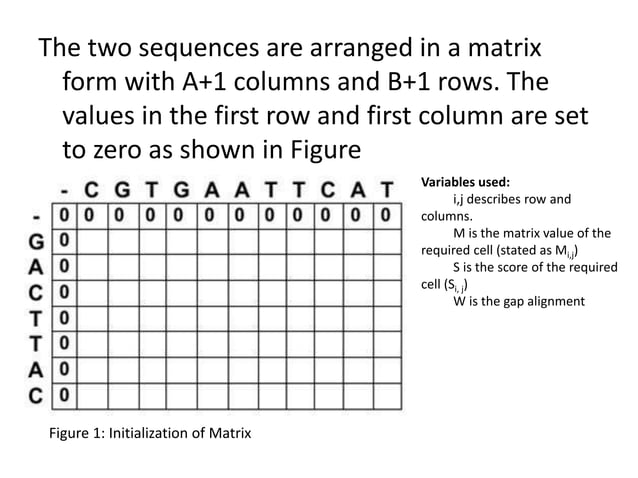 5. Global and Local Alignment Algorithms.pptx | Genetics | Science