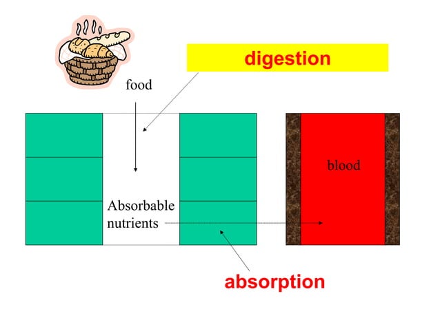 5.Digestive class 2018.ppt
