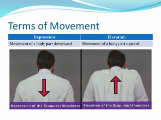 5. Terms of movement.pptx