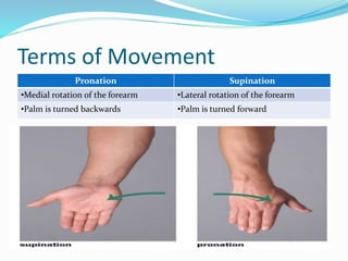 5. Terms of movement.pptx