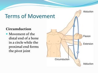 5. Terms of movement.pptx
