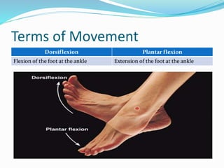 5. Terms of movement.pptx