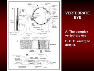 5. DARWIN AND THE EYE: Part 2, Complex Eyes | PDF