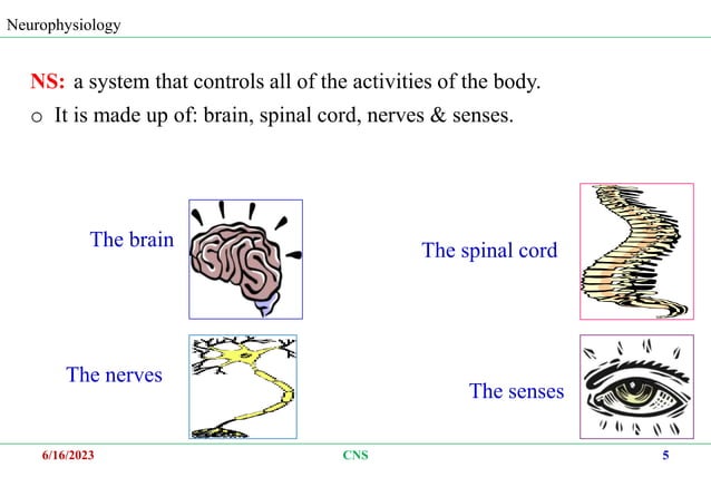 5. CNS.ppt