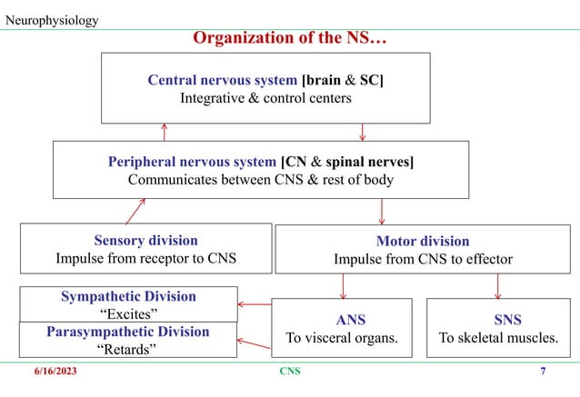 5. CNS.ppt