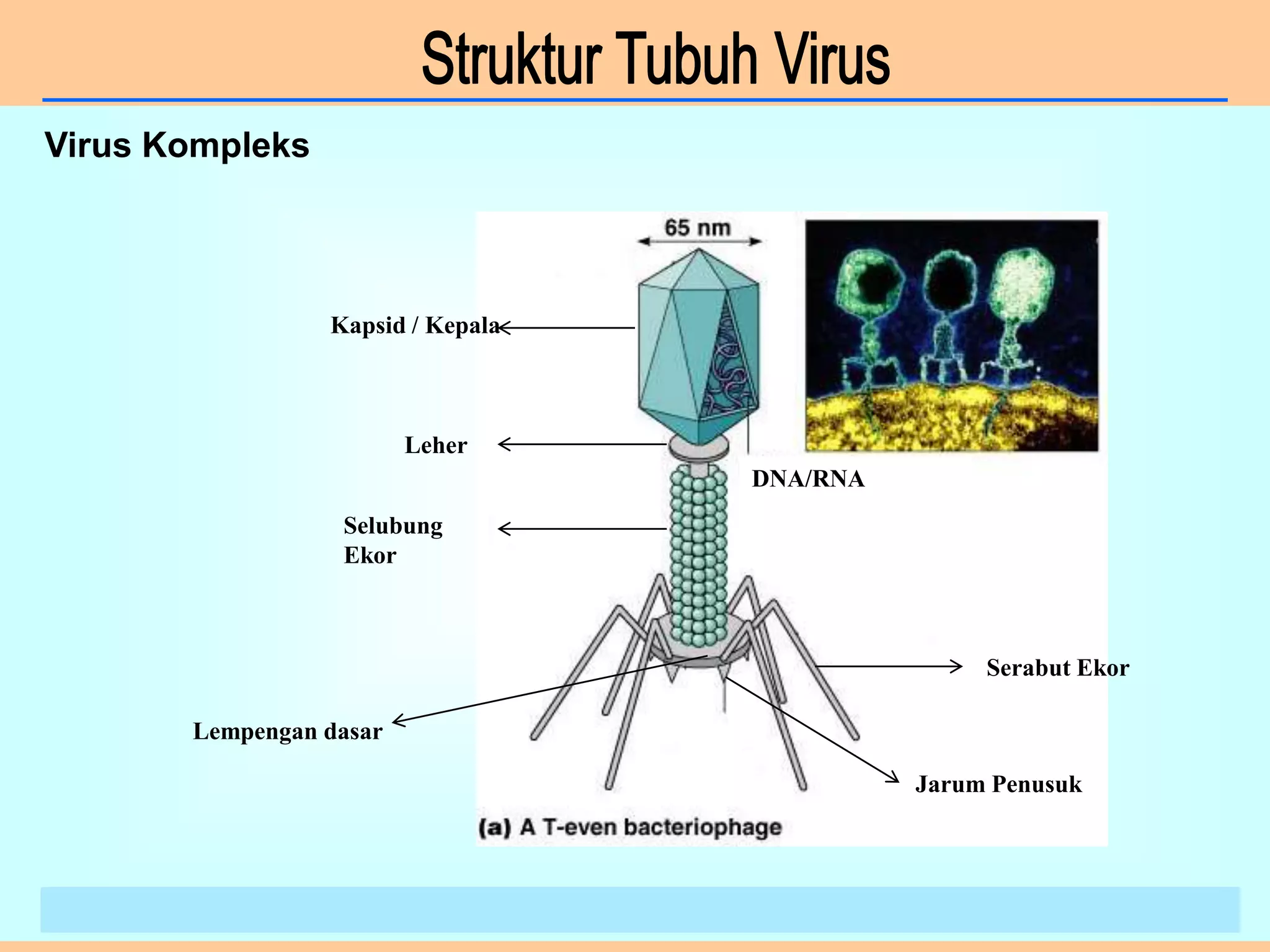 5. PPT ciri dan struktur virus.ppt