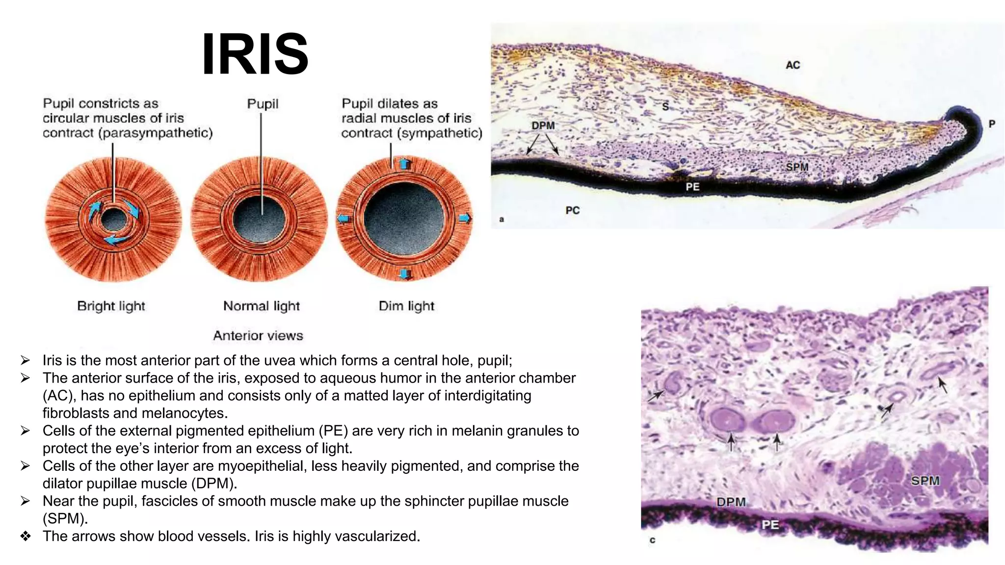 5. eye histology.pptx