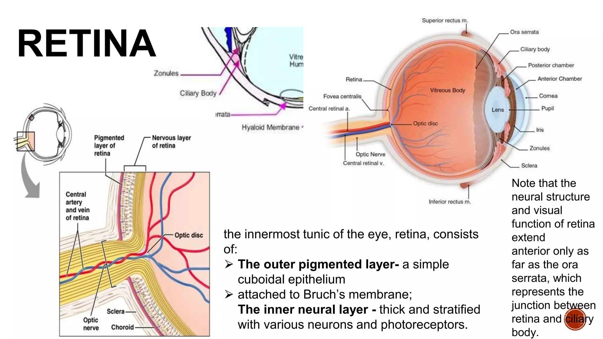 5. eye histology.pptx