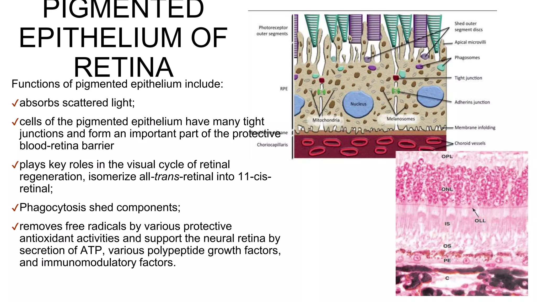 5. eye histology.pptx