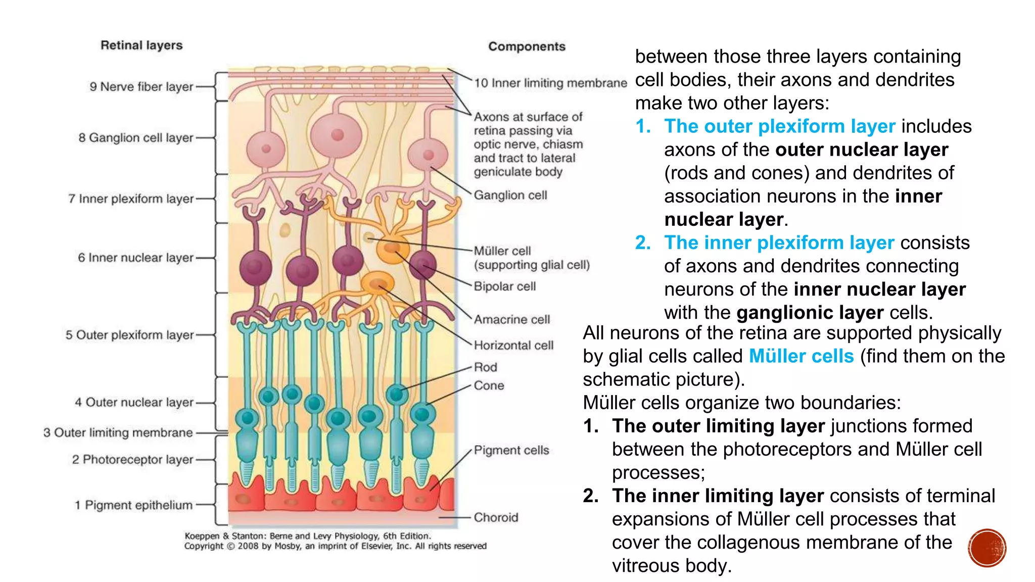 5. eye histology.pptx