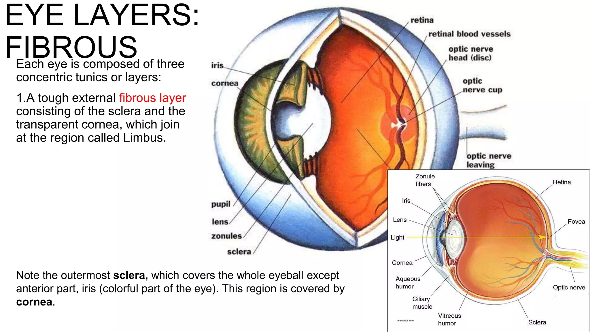 5. eye histology.pptx