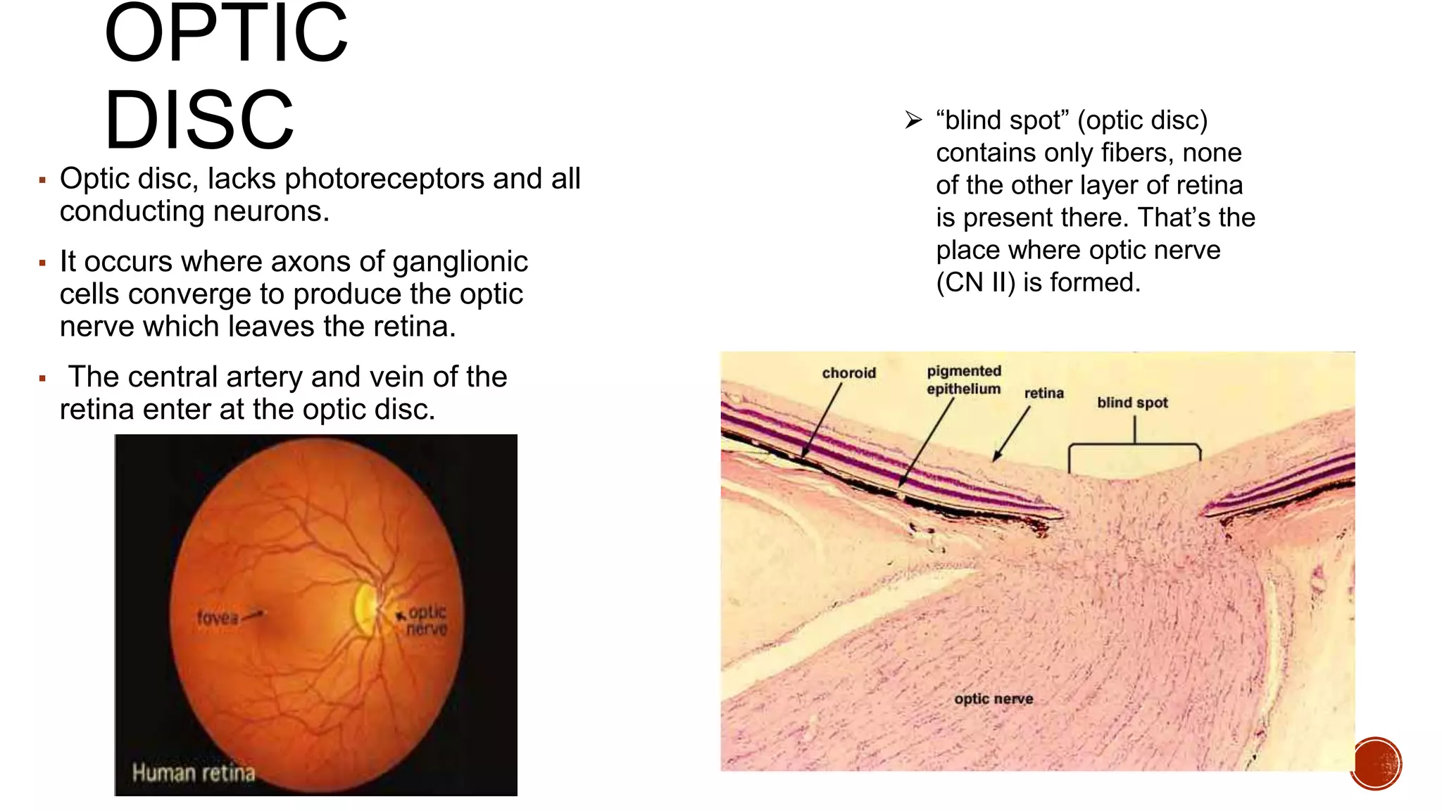 5. eye histology.pptx