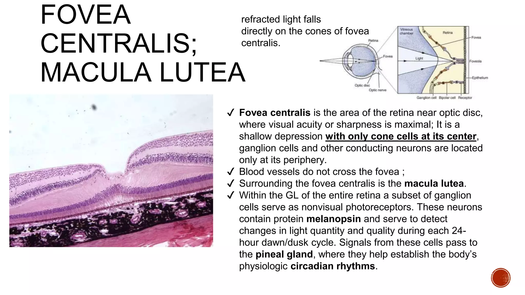 5. eye histology.pptx
