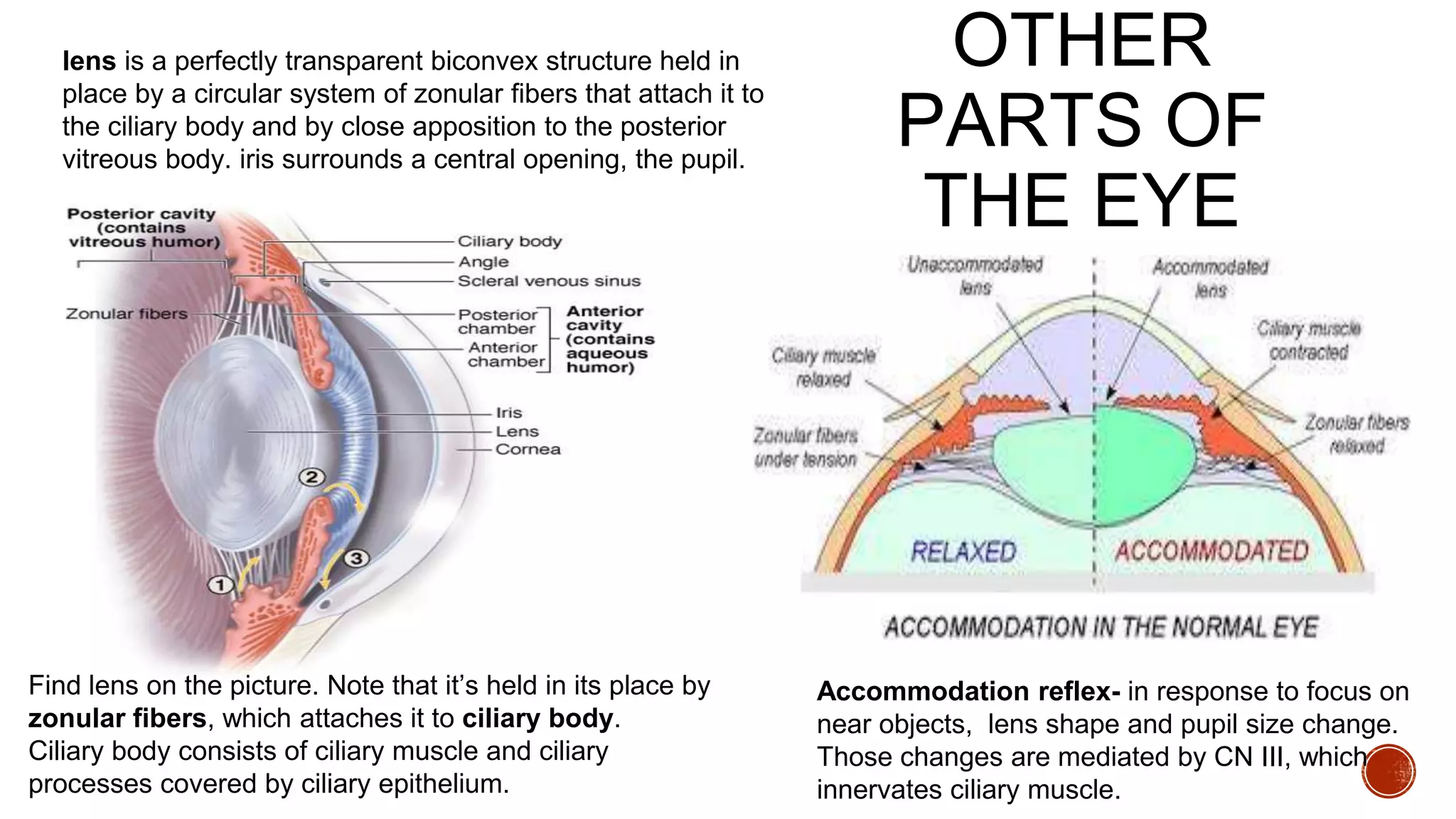 5. eye histology.pptx
