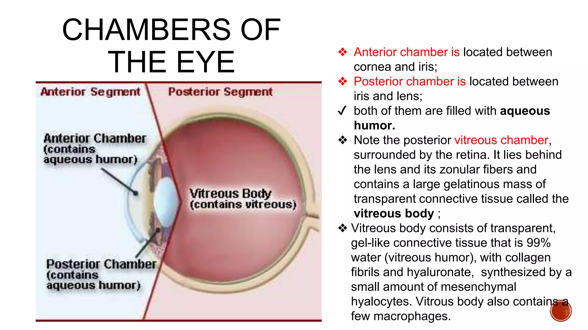 5. eye histology.pptx