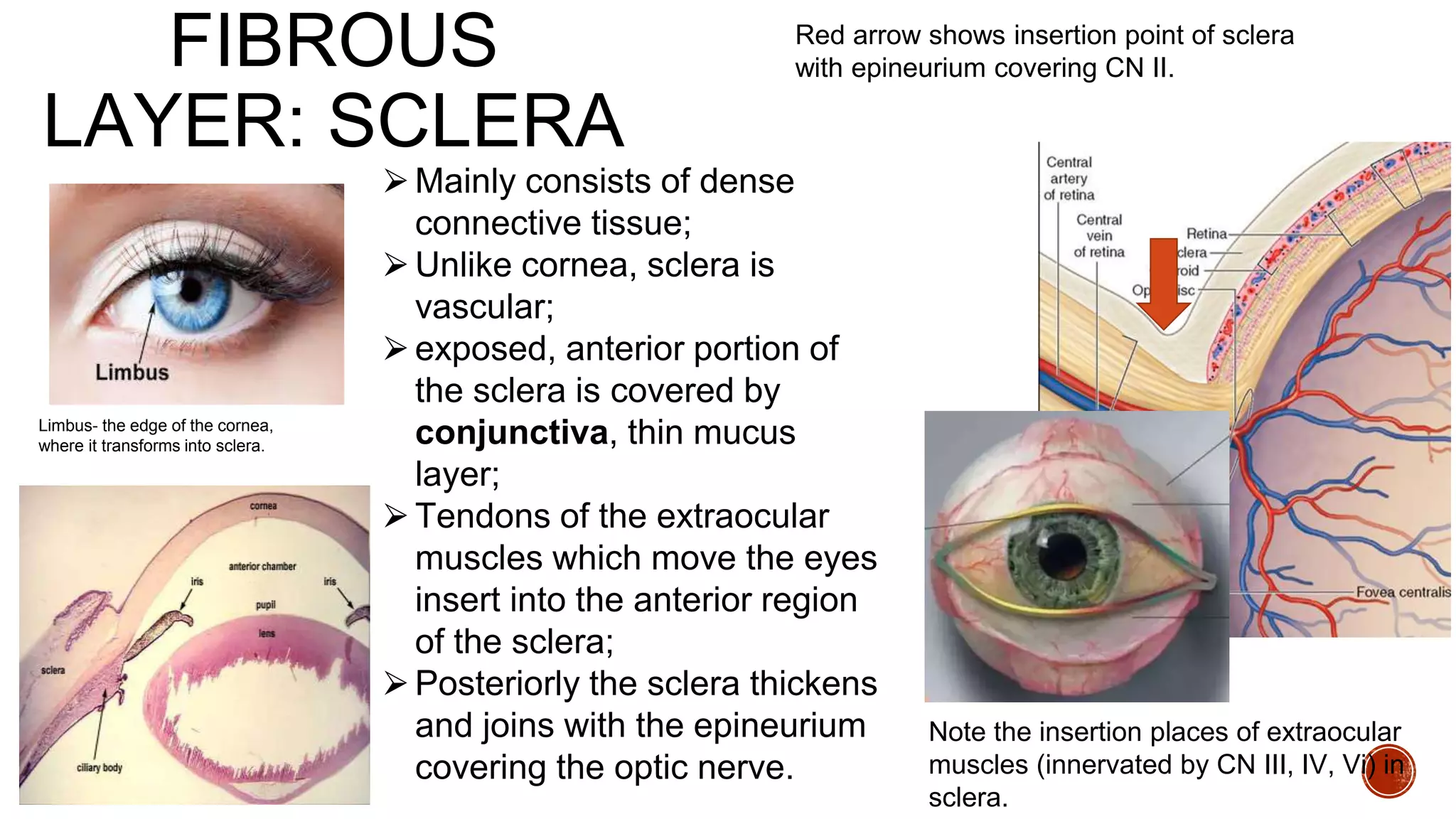 5. eye histology.pptx