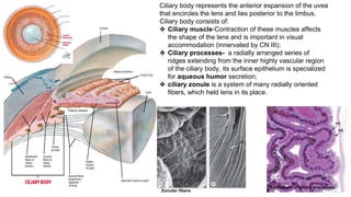 5. eye histology.pptx