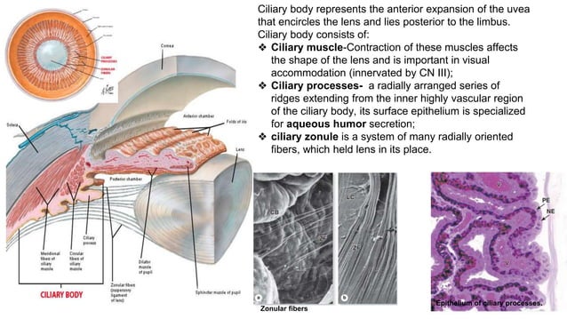 5. eye histology.pptx | Eye and Vision Conditions | Diseases and Conditions