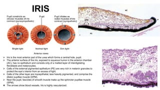 5. eye histology.pptx