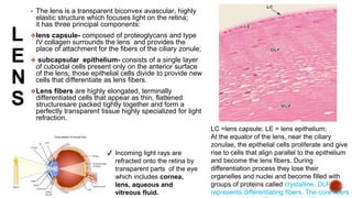 5. eye histology.pptx