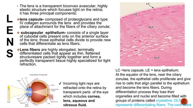 5. eye histology.pptx | Eye and Vision Conditions | Diseases and Conditions