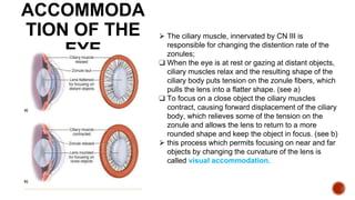 5. eye histology.pptx